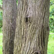 Arborvitae | CMP Tree Selection Tool